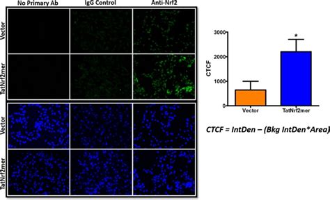Targeting The Nrf2 Signaling Pathway In The Retina With A Gene Delivered Secretable And Cell