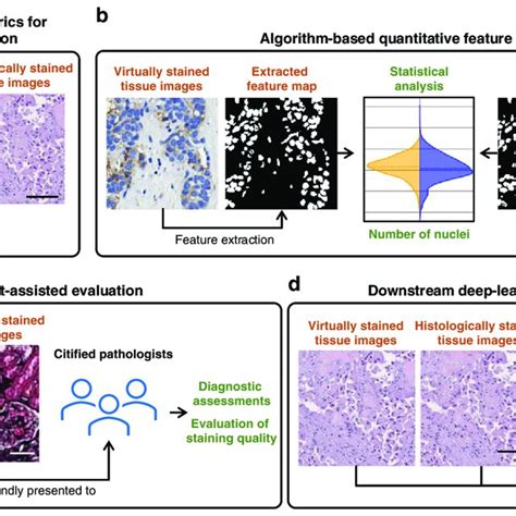 Evaluation Methods For Virtual Staining Neural Network Models A Download Scientific Diagram