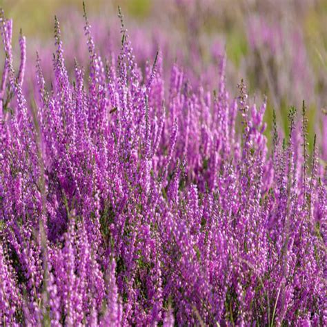 100 Calluna Vulgaris Seeds Scotchscottish Heather