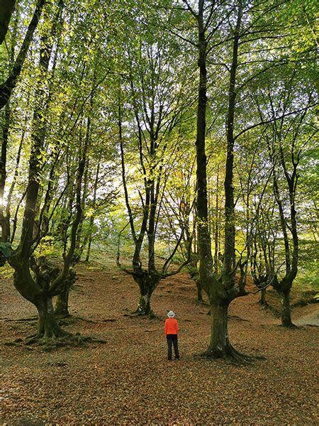 Hayedo De Otzarreta El Bosque Más Fotografiado De Euskadi