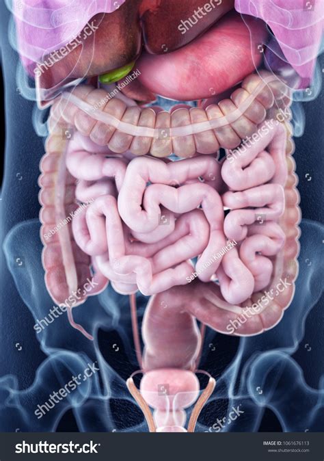Internal Abdominal Organs D Images Stock Photos Vectors Shutterstock