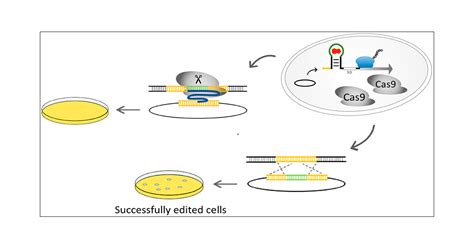 Ribocas A Universal Crispr Based Editing Tool For Clostridium Acs Synthetic Biology