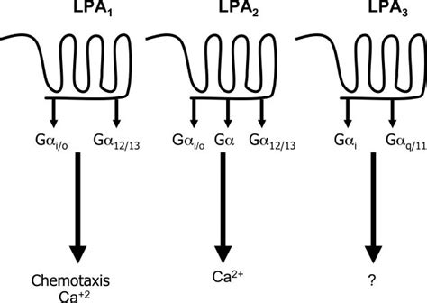 Coupling Of Receptors For Lpa Lpa 1 And Lpa 2 To Multiple