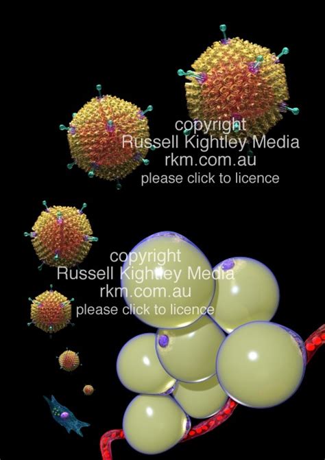Adenovirus Ad 36 Implicated In Obesity Epidemic Attacking Fat Cells
