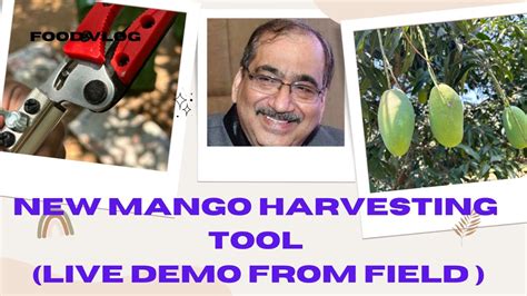 New Mango Harvesting Tool Live Demo From Mango Field Youtube