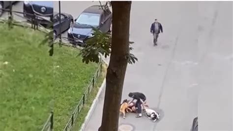 Hombre Salva A Su Perro De Un Ataque De Dos Bull Terrier Lo Cubrió Con