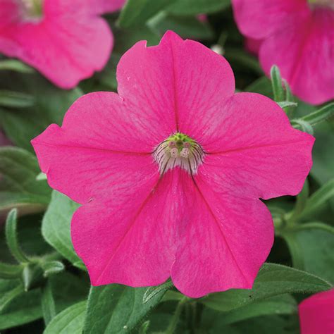 Petunia Opera Supreme Rose F1 Seed – Harris Seeds