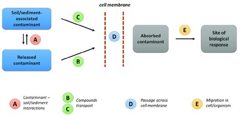 Bioavailability Of Organic Chemicals According To Ortega Calvo Et Al