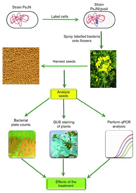 Schematic Overview Of A Procedure Used To Introduce Specific Endophytic