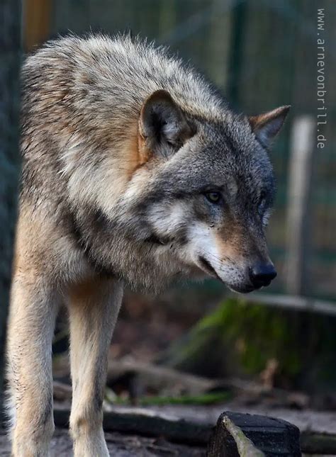 Dnr Releases Statement Regarding Fall Wolf Hunt 1330 And 1015 Whbl