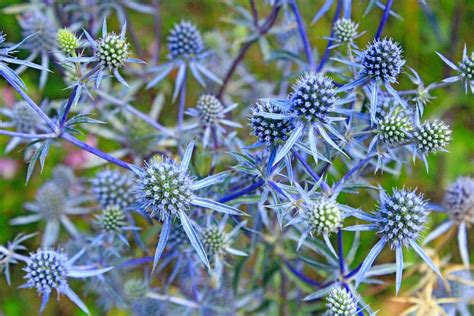 How To Grow Sea Holly The Striking Perennial Thats Almost Impossible