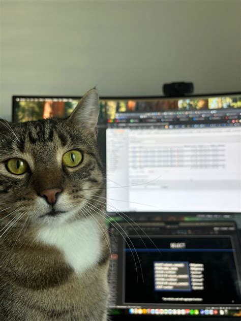 Mathis Neunzig On Linkedin Cat Abap Abap Abapcloud 13 Comments