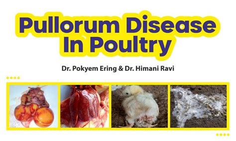 Pullorum Disease In Poultry Sr Publications