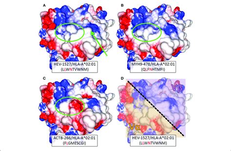 structural modeling of peptide hla complexes structure based
