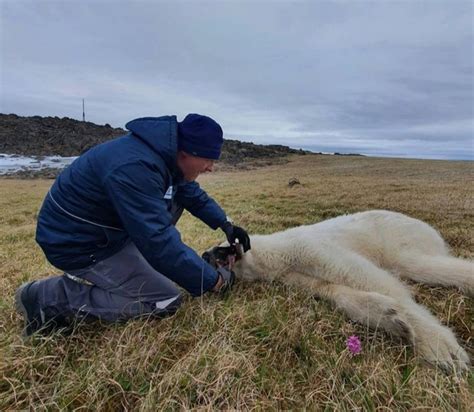 Несколько дней мы следили за ходом спасательной операции белой медведицы у которой застряла