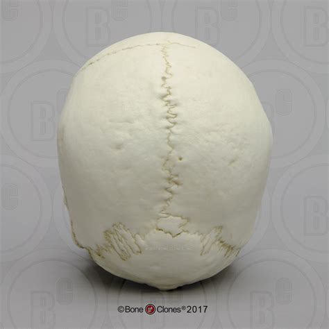 Human Male Asian Skull Bone Clones Osteological Reproductions