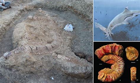 Ichthyosaurus Fossil Uncovered For The First Time In India Daily Mail