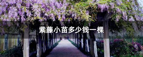 紫藤小苗多少钱一棵 园林杂谈 长景园林网