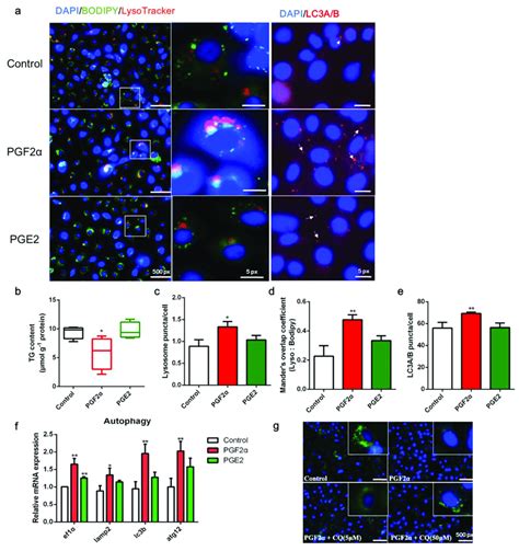 Effects Of Pgf2α And Pge2 On Autophagy And Lipid Accumulation In