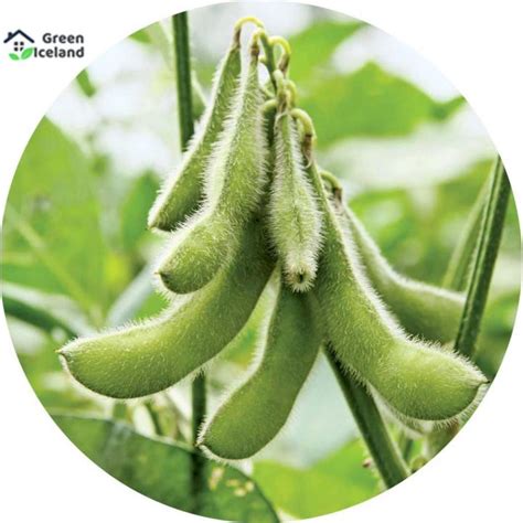 30 Peace Global Soybean Tree Seeds Bd