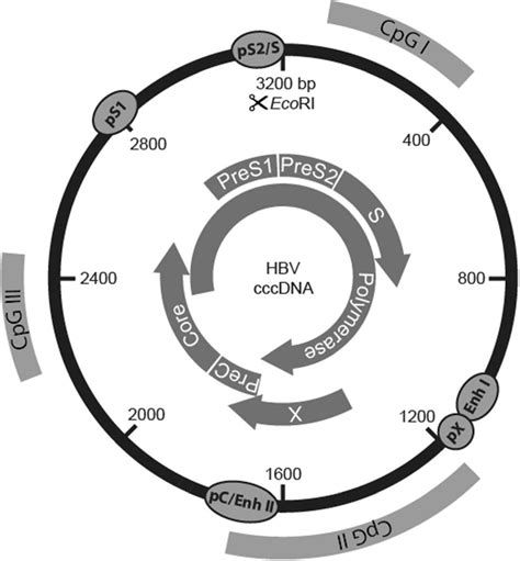 Structure Of The Hbv Genome With The Open Reading Frames Orfs Shown
