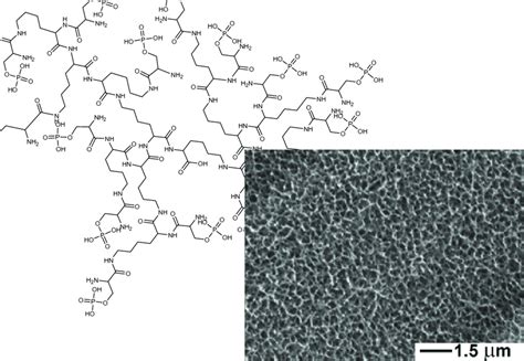 Biomimetic Dendrimeric Polymers And Their Deposition On A Metal Implant