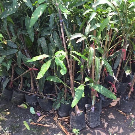 ต้นมะม่วงสามฤดู 80 120ซม ส่งพร้อมถุงขนาด 6 นิ้ว พร้อมปลูกลงดิน