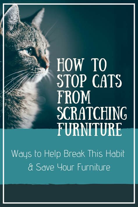 How To Stop Cats From Scratching Furniture
