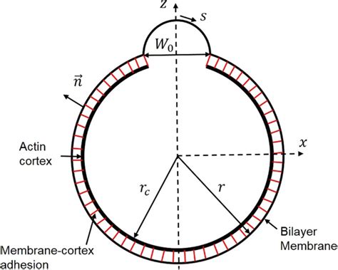 A Combined Experimental And Theoretical Investigation On Cellular Blebbing Scientific Reports