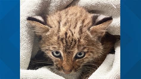 Cute Bobcat Kitten
