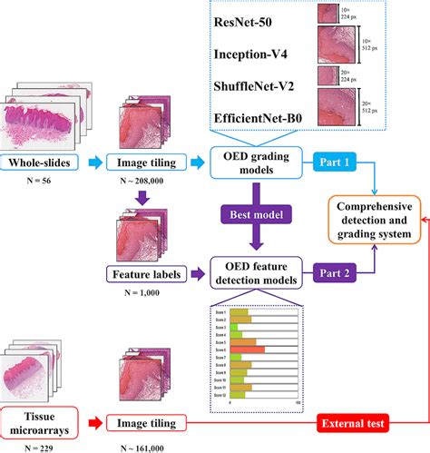 The Development Of The Oed Grading System Oed Oral Epithelial