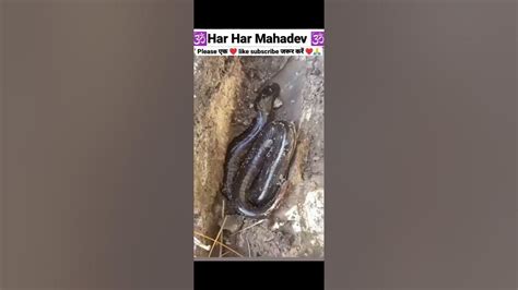 🕉️🚩🙏 Jai Shiv Shambu 🙏🚩🕉️shorts Youtubeshorts Mahadev Shortsvideo