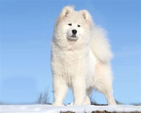 Самоедская лайка скачать фото обои для рабочего стола