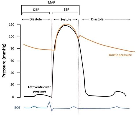 Hemodynamic Parameters In Relation To The Cardiac Cycle SPB Systolic Download Scientific