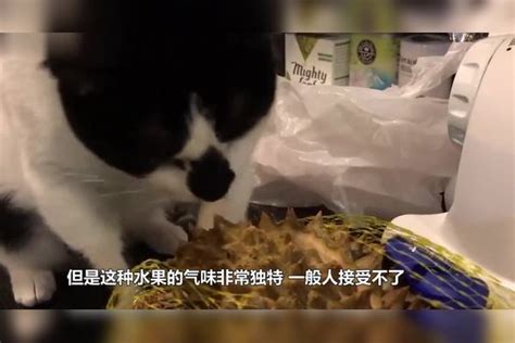 丧心病狂的铲屎官给猫吃榴莲，猫咪吃第一口张开嘴巴就吐，萌翻了榴莲嘴巴猫咪