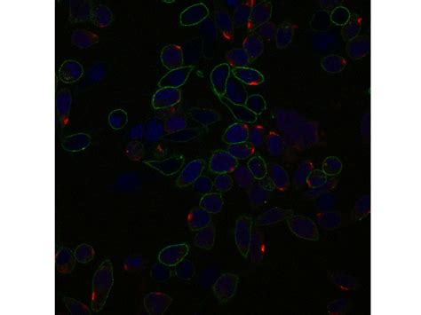 The Teyton Laboratory