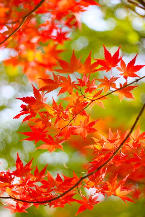 フリー写真 紅葉したもみじでアハ体験 GAHAG 著作権フリー写真イラスト素材集