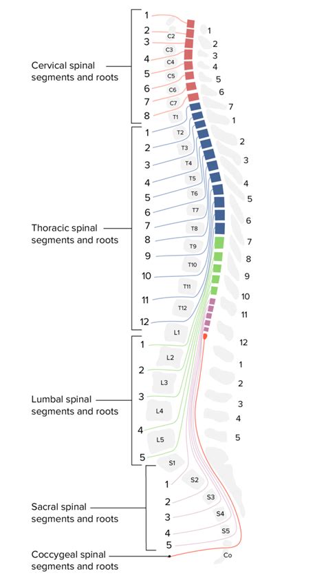 Spinal Cord Anatomy Concise Medical Knowledge Dermatomes Chart And Map