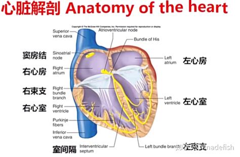 整理心血管系统结构功能与健康 知乎