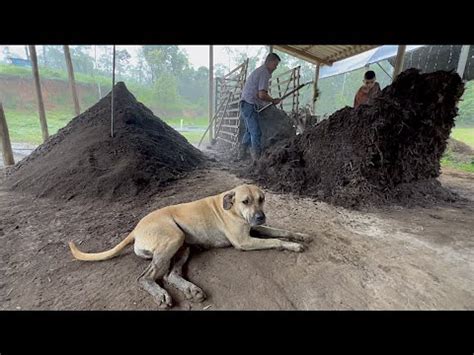 COMO GERAR RENDA NA PEQUENA PROPRIEDADE RURAL AGARICUS BLAZEI
