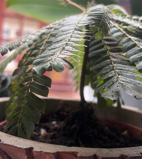 Growing Biophytum Sensitivum Indoors!
