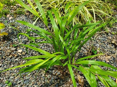お箸の持ち方。 ここでぼちぼち。