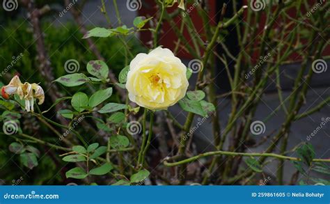 Red Rose Big And Magnificent Mature Rose Closeup Stock Image Image