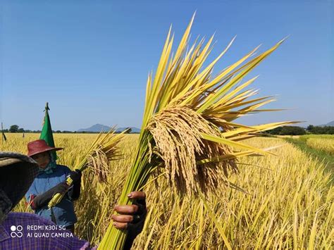 ကိုဗစ် ၁၉ စီးပွားရေးကုစားမှု အစီအစဉ်အရ စိုက်ပျိုးထားသော မိုးစပါးမျိုးစေ့ထုတ် စိုက်ခင်းအား စံကွက