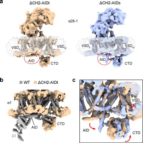 3d Variability Analysis 3dva Of Δch2 Mutant Cav2 3 A Two Extreme Download Scientific Diagram
