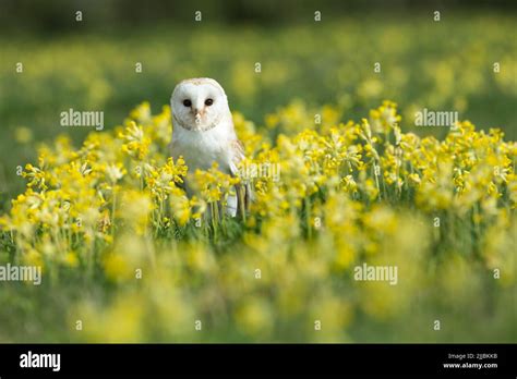 Barn Owl Tyto Alba Captive Adult Female Amongst Cowslips Hawk