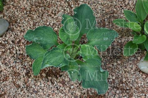 Photo Of Hosta Hanjas Crazy Mouse Hosta Funkia August Lily