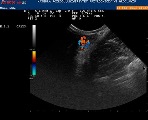 The Perfusion Of A Dogs Pampiniform Plexus Download Scientific Diagram