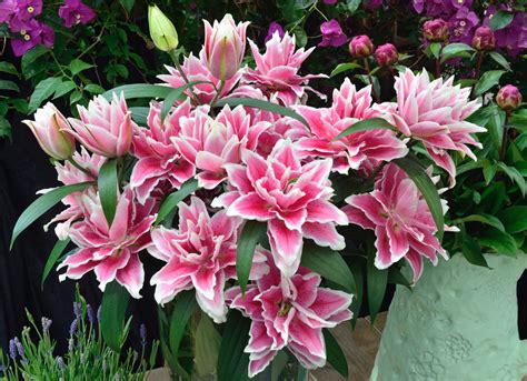 Samantha Lily Bulbs Samantha Clark Is A Possible Match In Lovelink