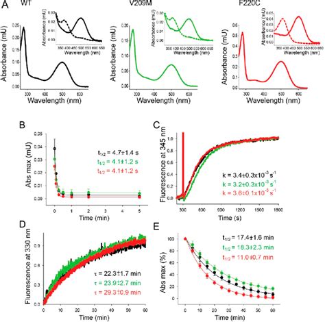 Uv−vis Spectra And Biochemical Properties Of Rp Causing Rho Mutants
